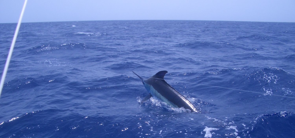 Big Game Fishing > Blue Marlin | capeverde-fishing.com